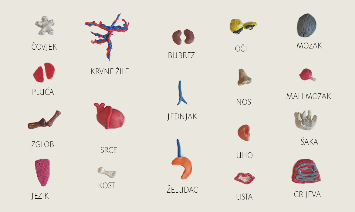 Organi i ljudsko tijelo - OŠ Ivana Gorana Kovačića | Profil Klett